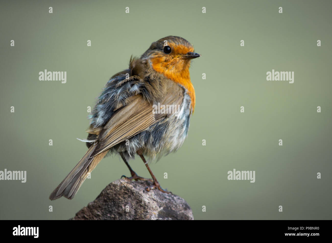 Robin rather hi-res stock photography and images - Alamy