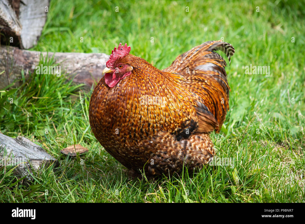 Fat hen hi-res stock photography and images - Alamy