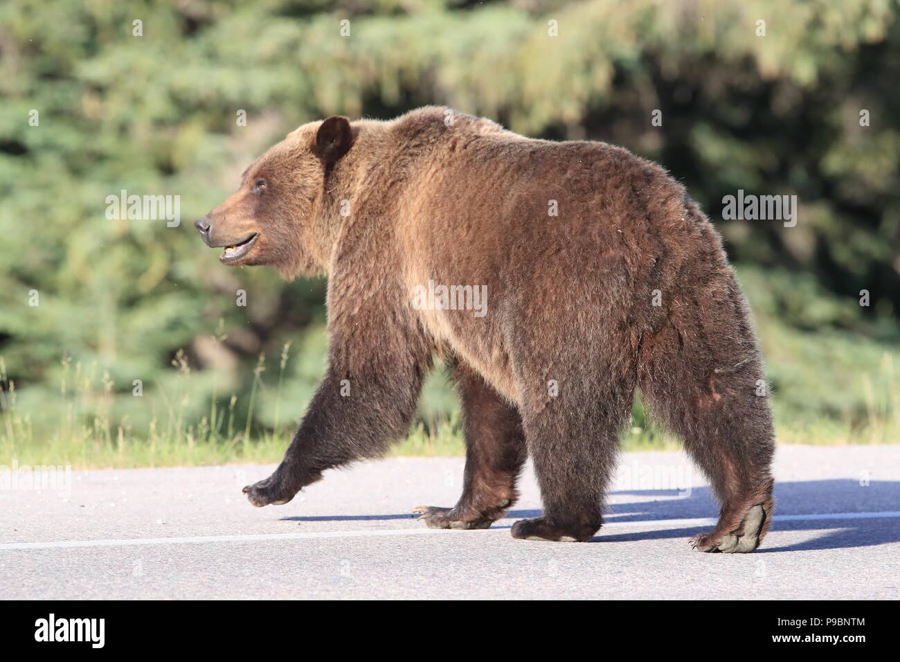 grizzly bear canadian rockies Stock Photo - Alamy