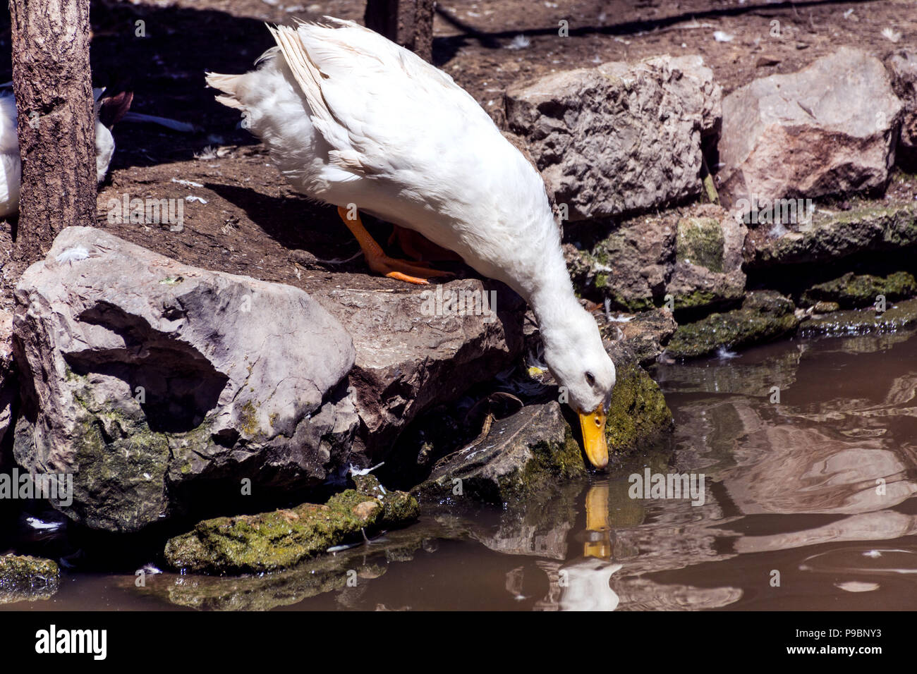 White duck drinking water hi-res stock photography and images - Alamy