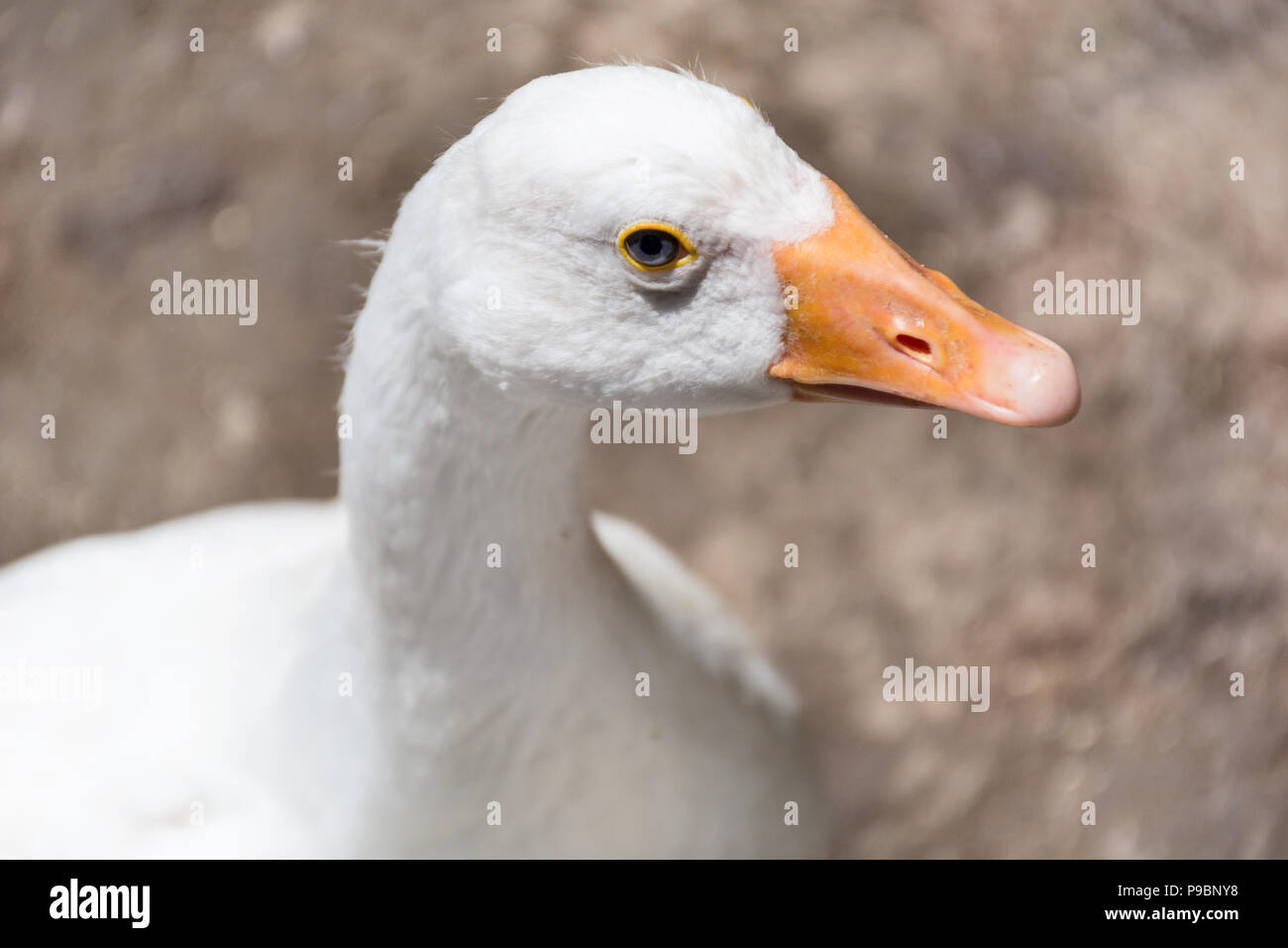 Beautiful goose hi-res stock photography and images - Alamy