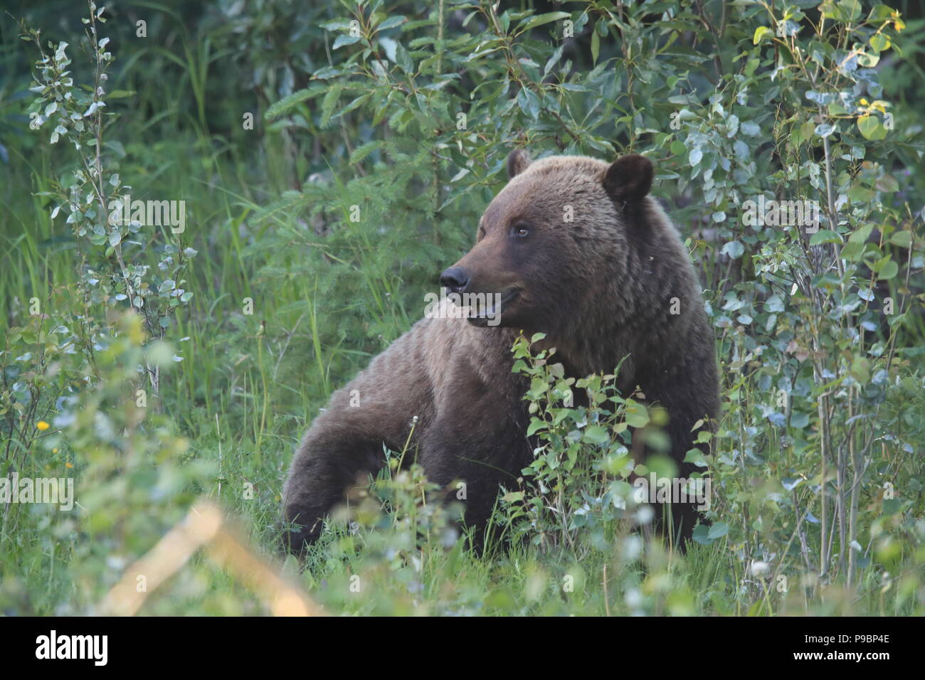 grizzly bear canadian rockies Stock Photo - Alamy