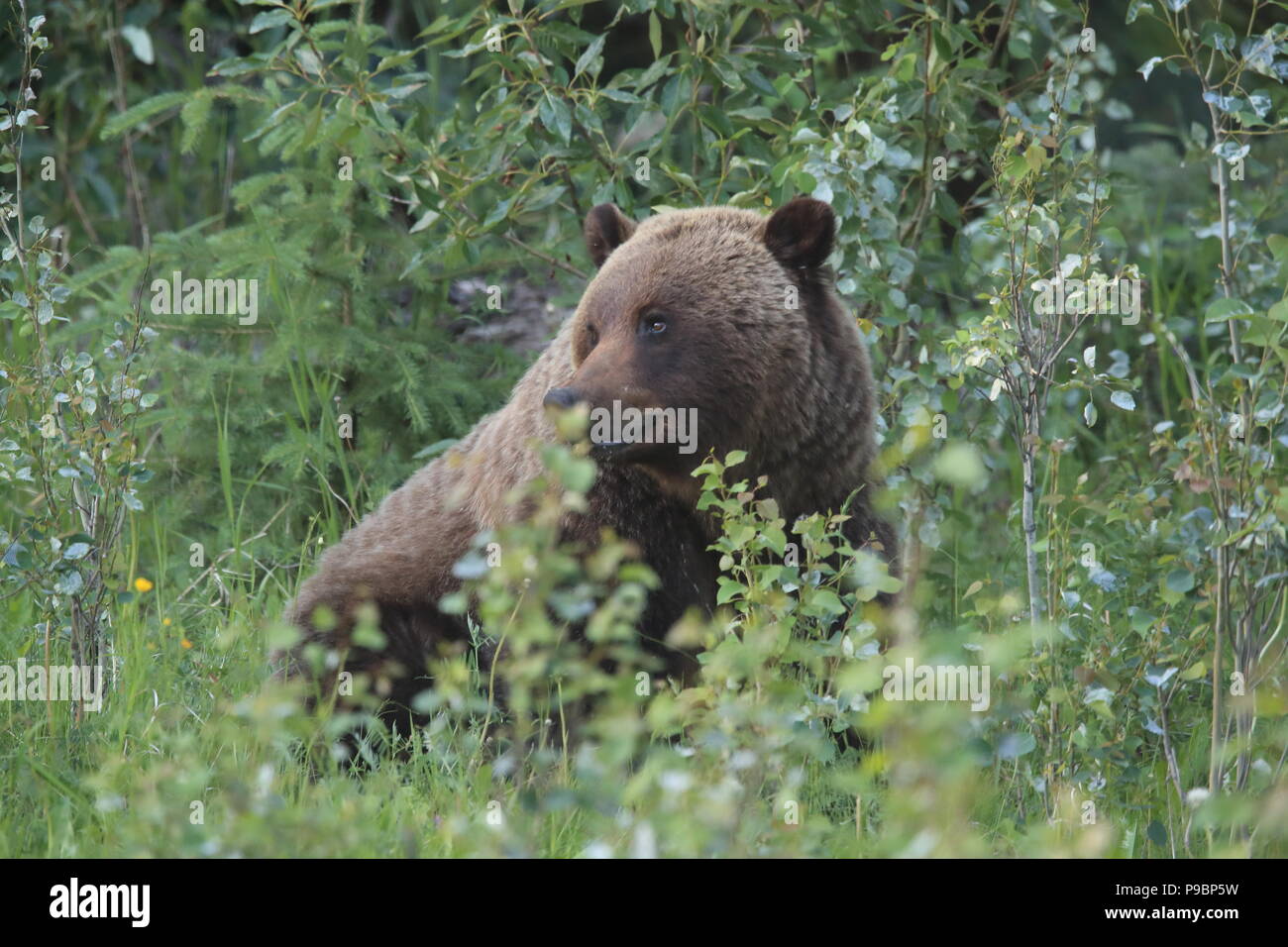 grizzly bear canadian rockies Stock Photo - Alamy