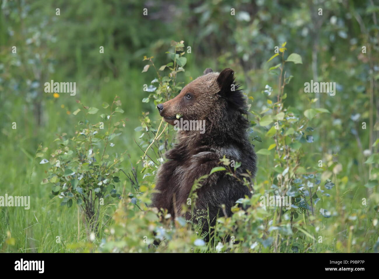 grizzly bear cub , canadian rockies Stock Photo - Alamy