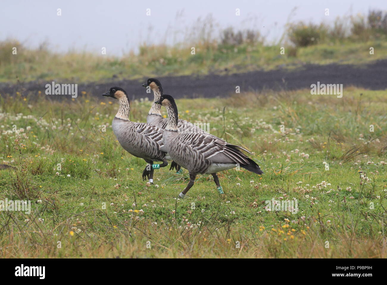 Nene Goose,Hawaiian goose, (Branta Sandvicensis) Big Island Hawaii ...