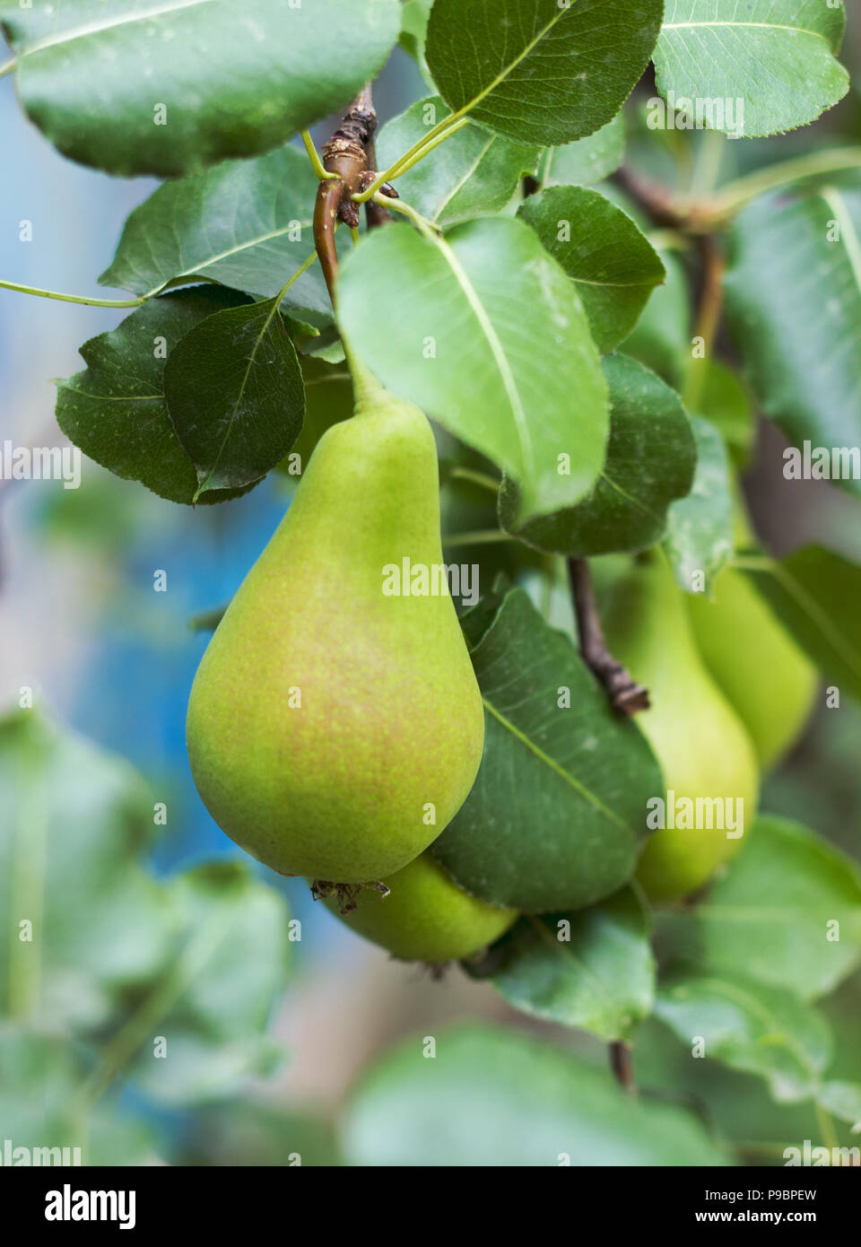 Pear tree branch full of fruits Stock Photo - Alamy