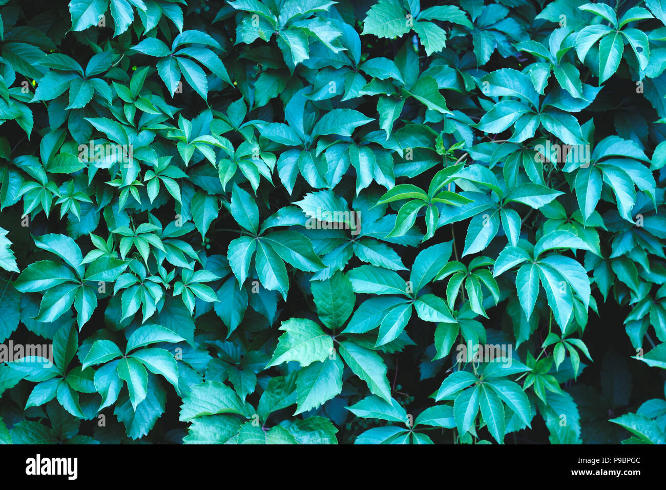 Blue Green Nature