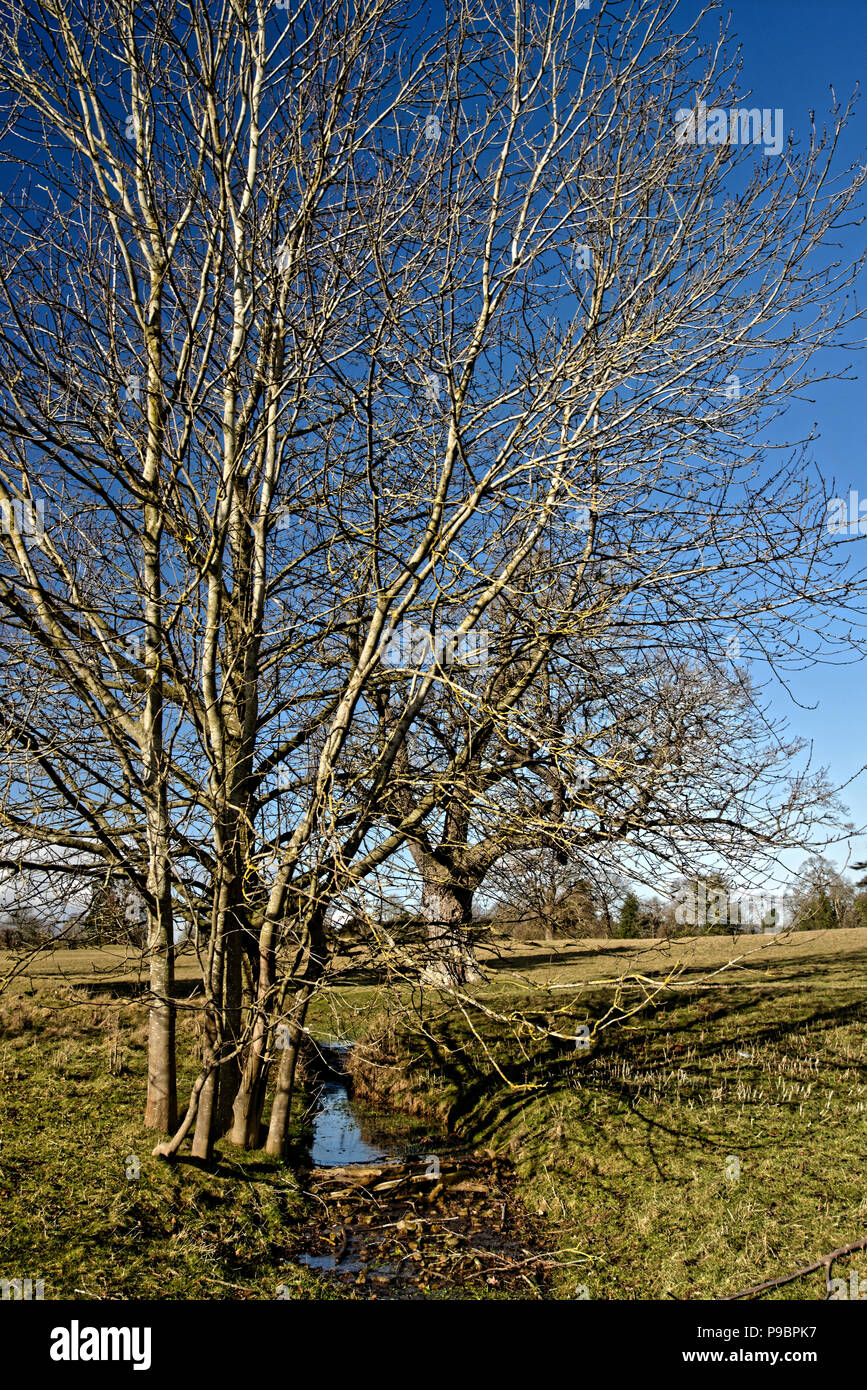 Repton abbey hi-res stock photography and images - Alamy