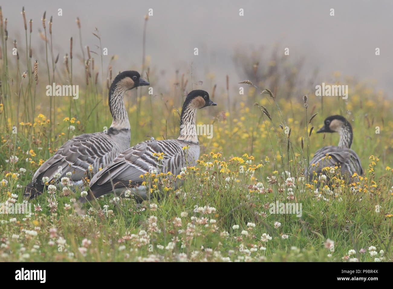 Nene Goose,Hawaiian goose, (Branta Sandvicensis) Big Island Hawaii ...