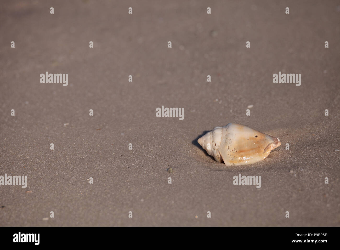 Florida fighting conch Strombus alatus shell in the sand in front of ...