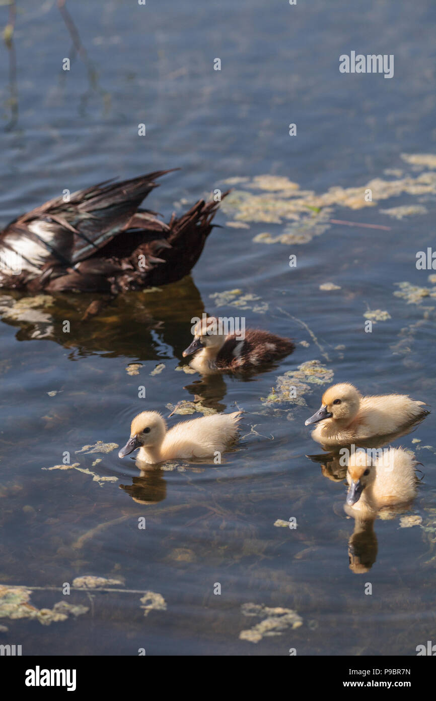 Baby Muscovy ducklings Cairina moschata flock together in a pond in ...