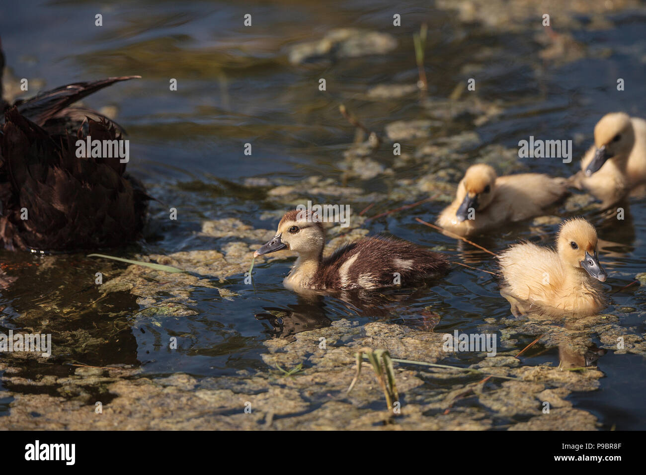 Baby Muscovy ducklings Cairina moschata flock together in a pond in ...
