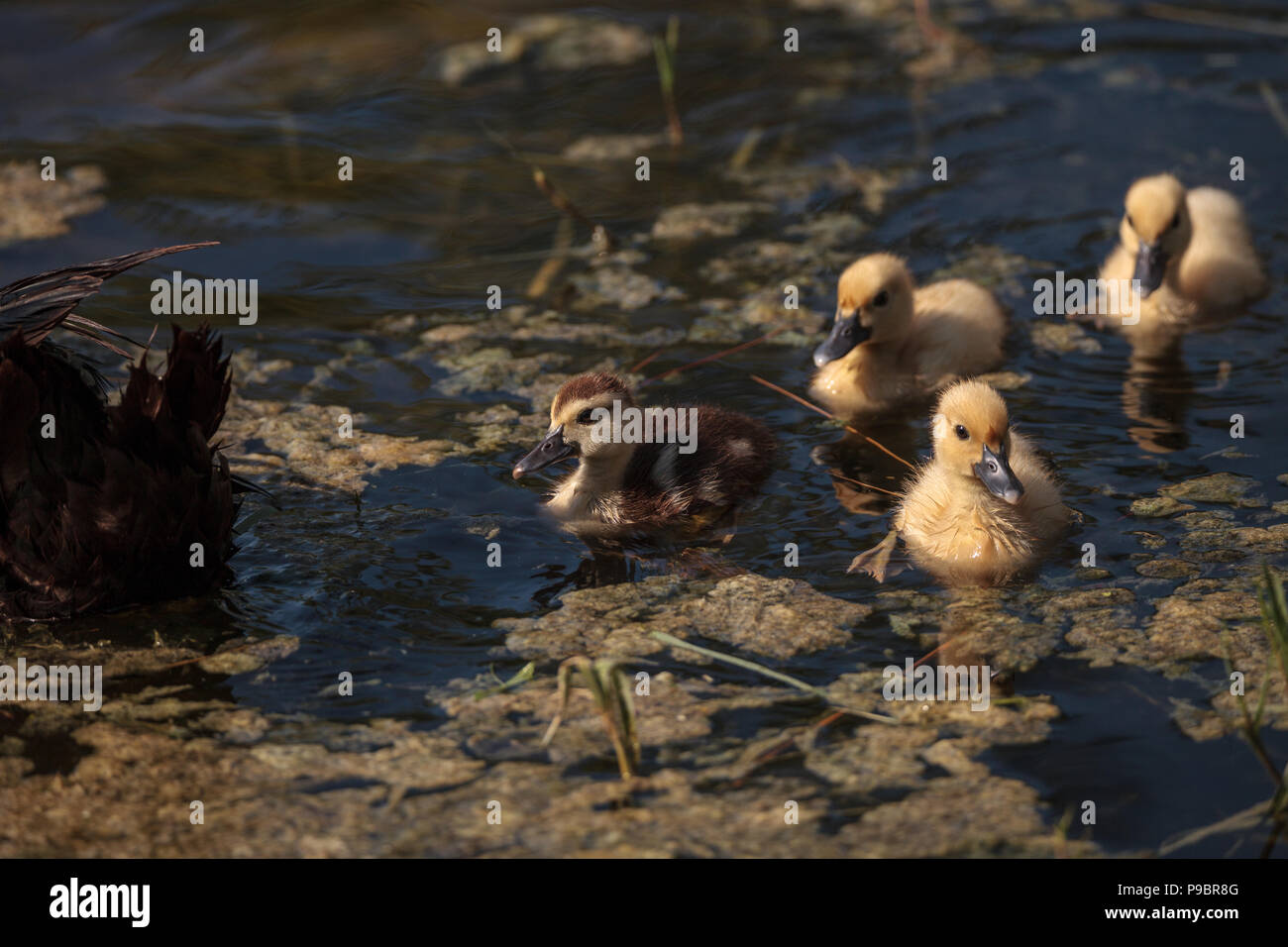 Baby Muscovy ducklings Cairina moschata flock together in a pond in ...