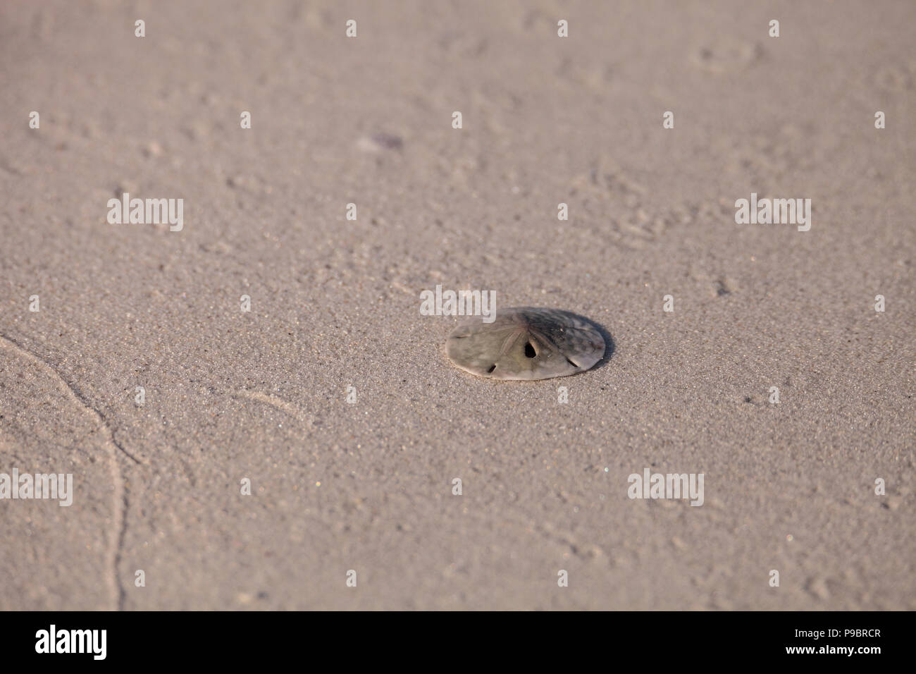 Florida keyhole sand dollar Mellita quinquiesperforata shell in the ...