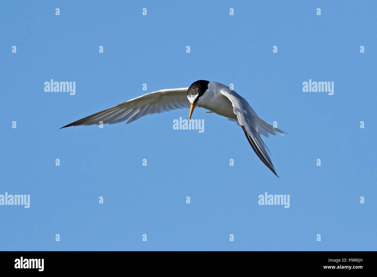 Little tern in its natural habitat in Denmark Stock Photo - Alamy