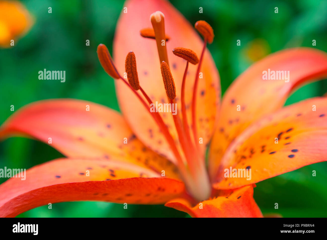 closeup of lily flower sepals in nature Stock Photo - Alamy