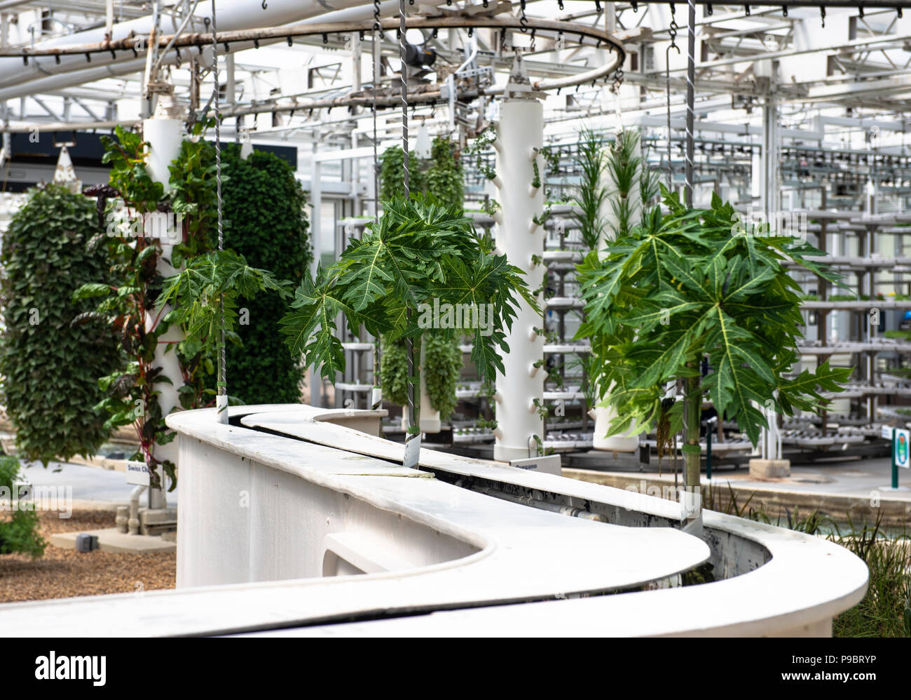 Plants being moved around a track in an aeroponic hydroponic plant ...