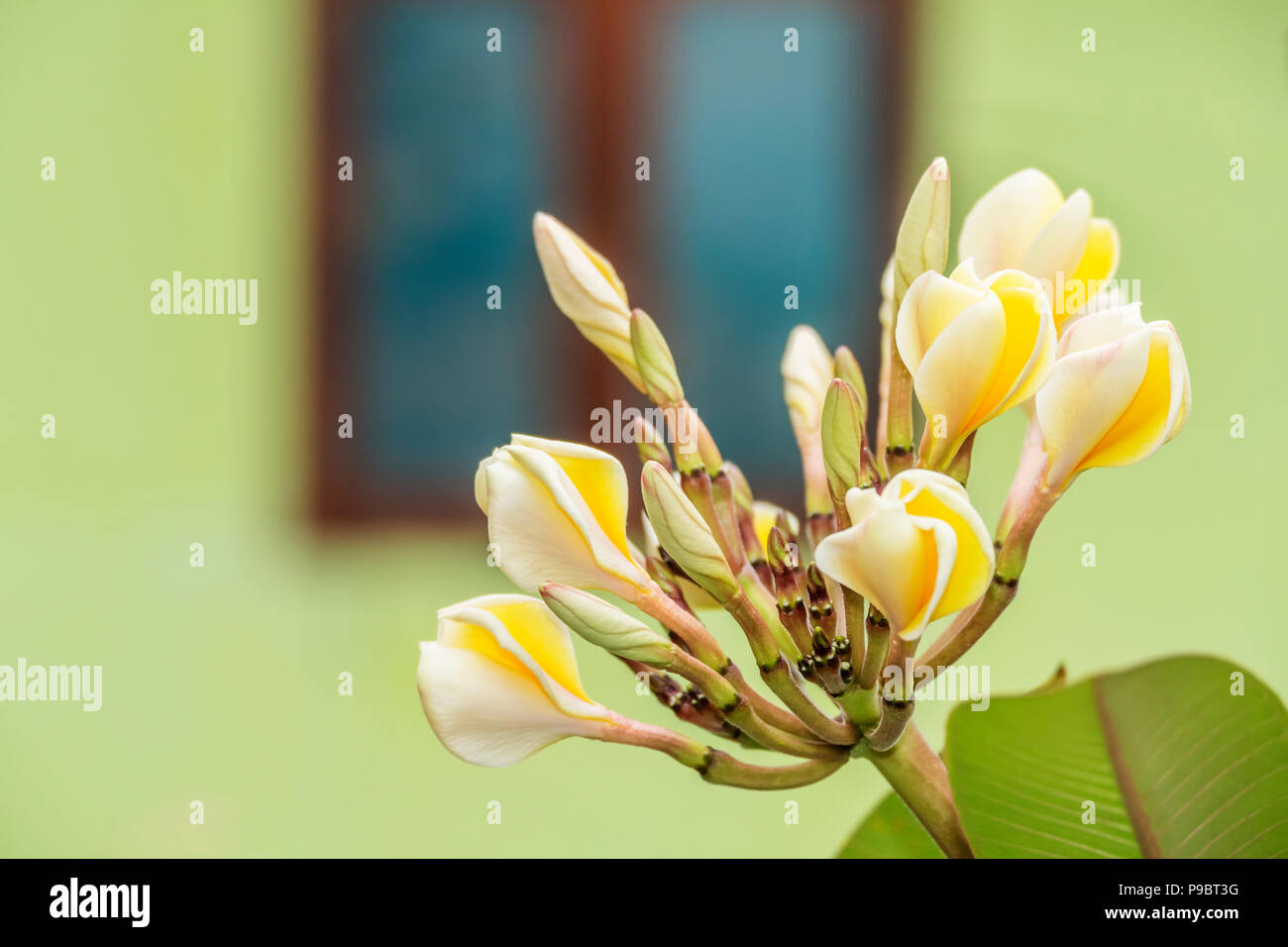 Yellow frangipani flower over blur window and green wall background ...