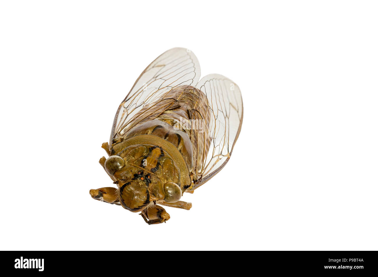Cicada insect isolated on white background Stock Photo - Alamy