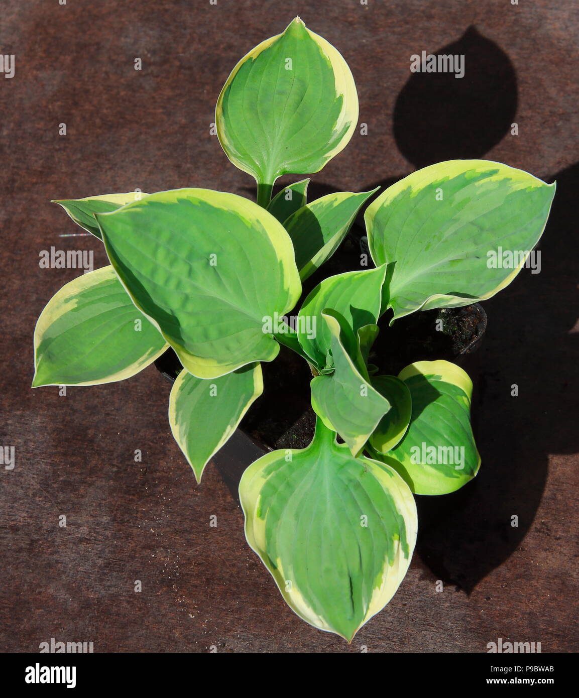This Hosta plant has pointed almost heart shaped leaves in green with a ...
