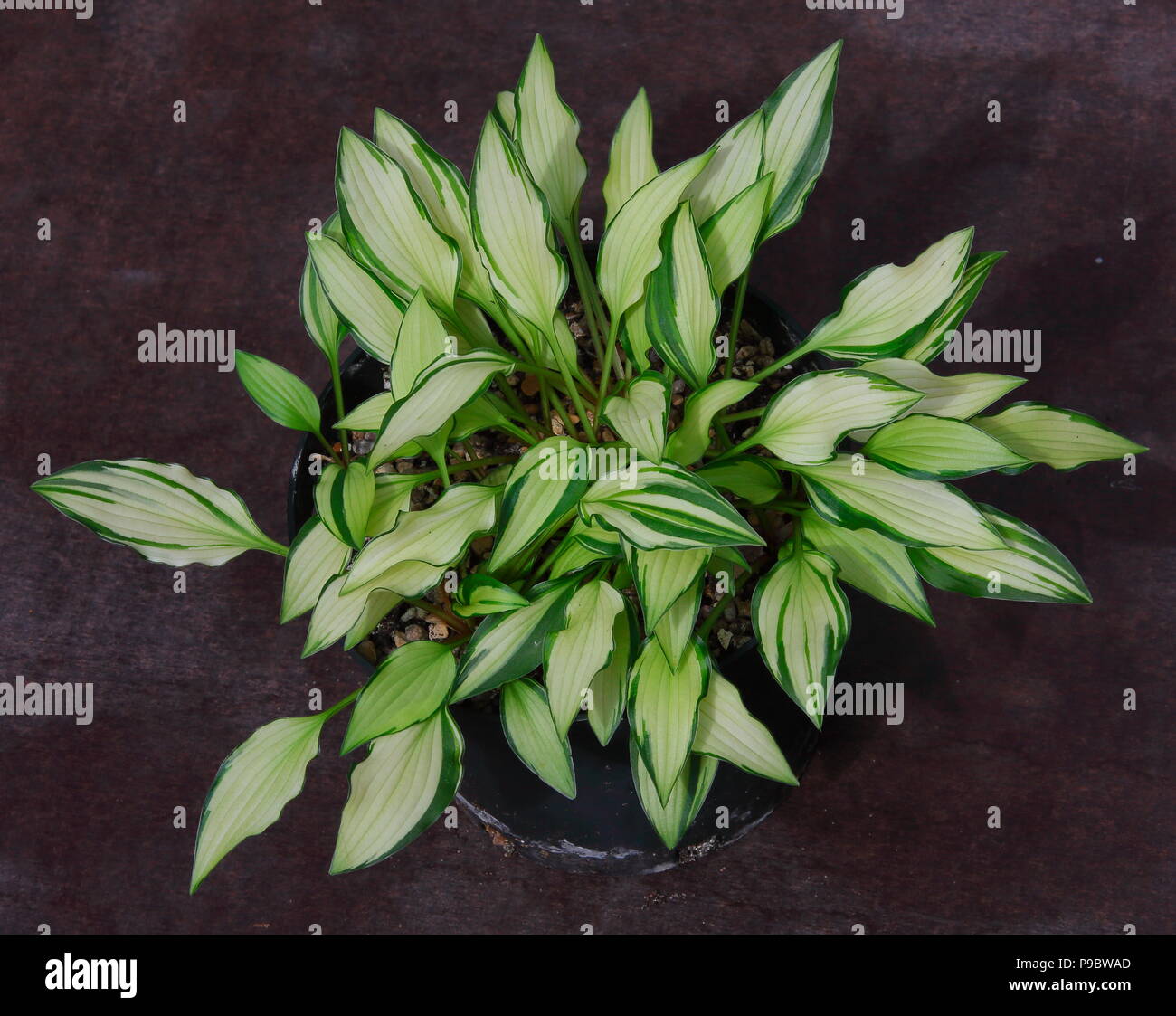 Small and miniature hostas hi-res stock photography and images - Alamy