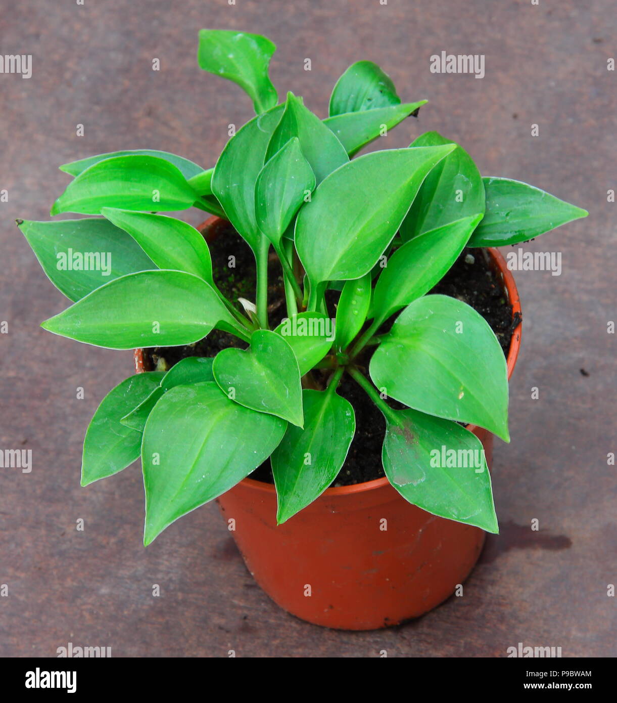 The Hosta called "Cody" with its pure green smooth leaves, part of the ...