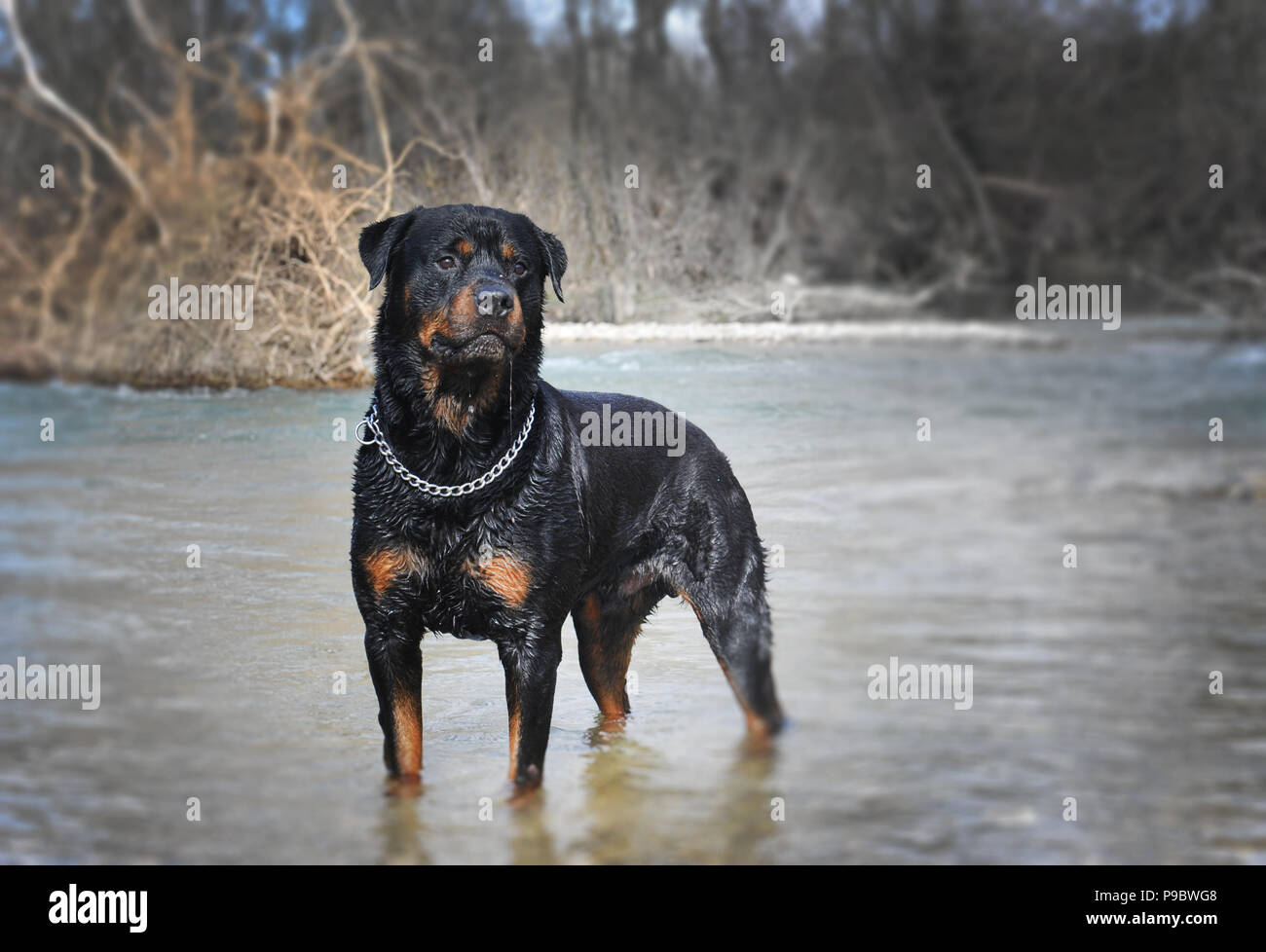 Dog swimming rottweiler river hi-res stock photography and images - Alamy