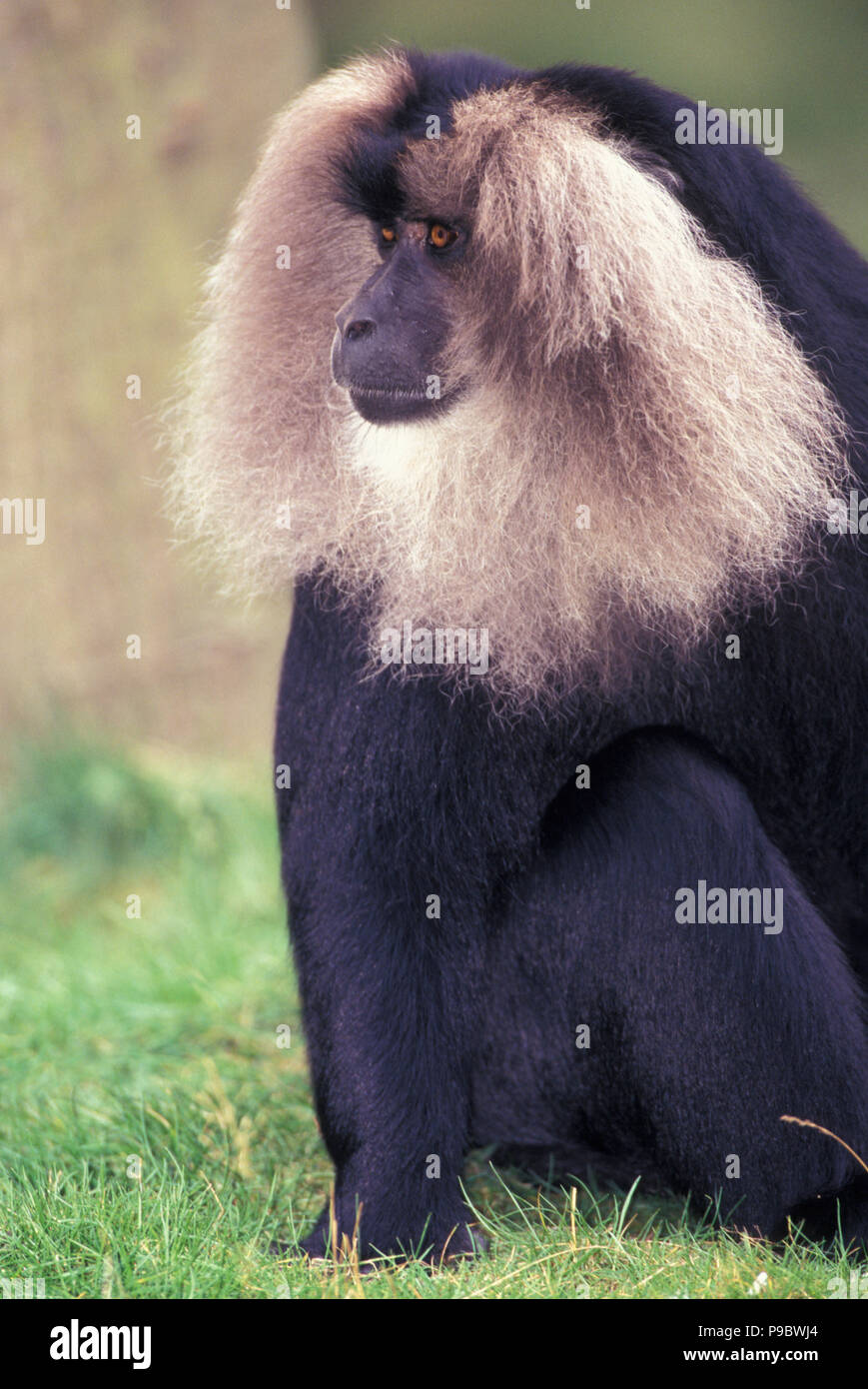 NOT 1248860 Lion-tailed Macaque Monkey Macaca silenus an Old World ...