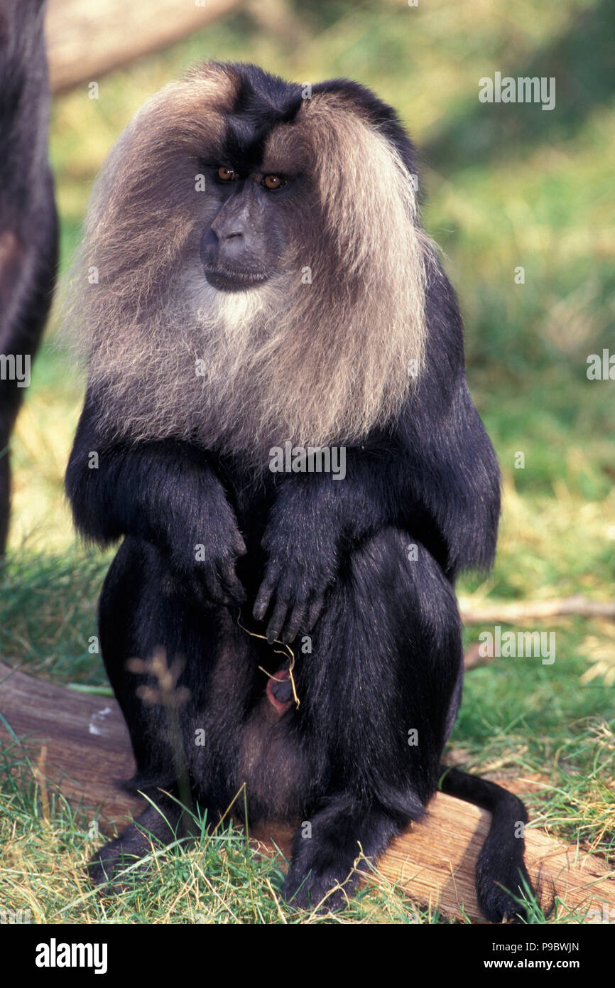 NOT 1248860 Lion-tailed Macaque Monkey Macaca silenus an Old World ...