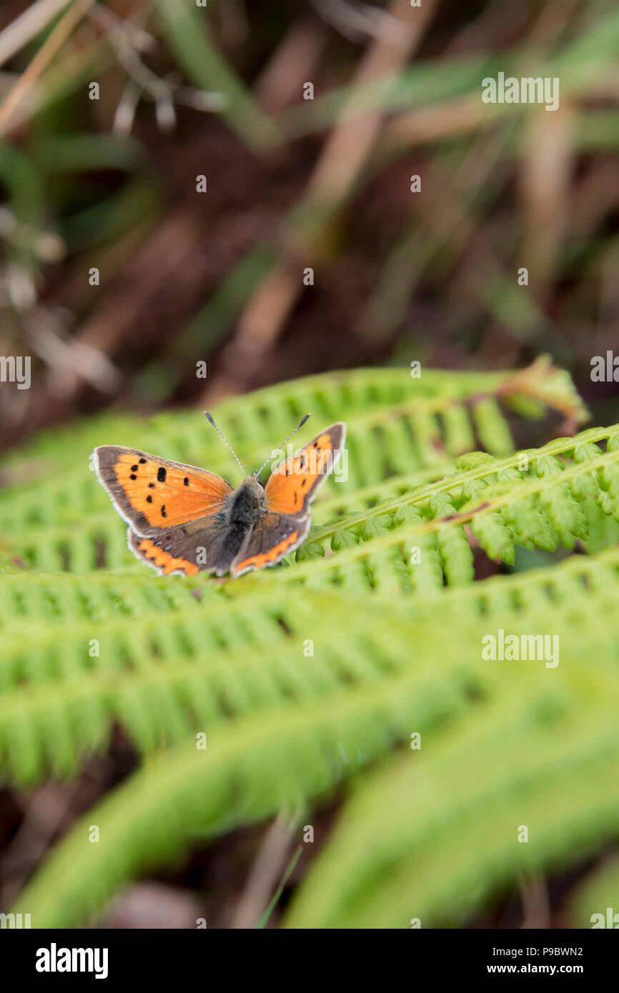 Butterfly picture hi-res stock photography and images - Alamy