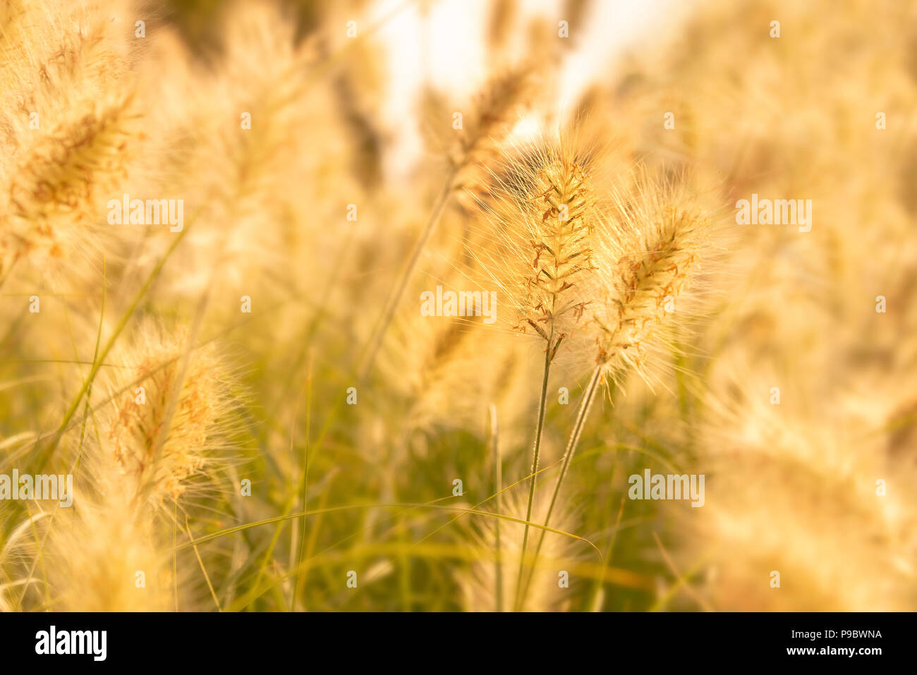 Golden grass garden hi-res stock photography and images - Alamy