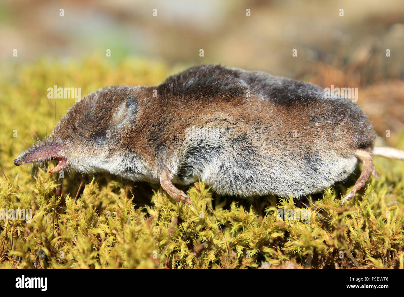 Soricidae hi-res stock photography and images - Alamy