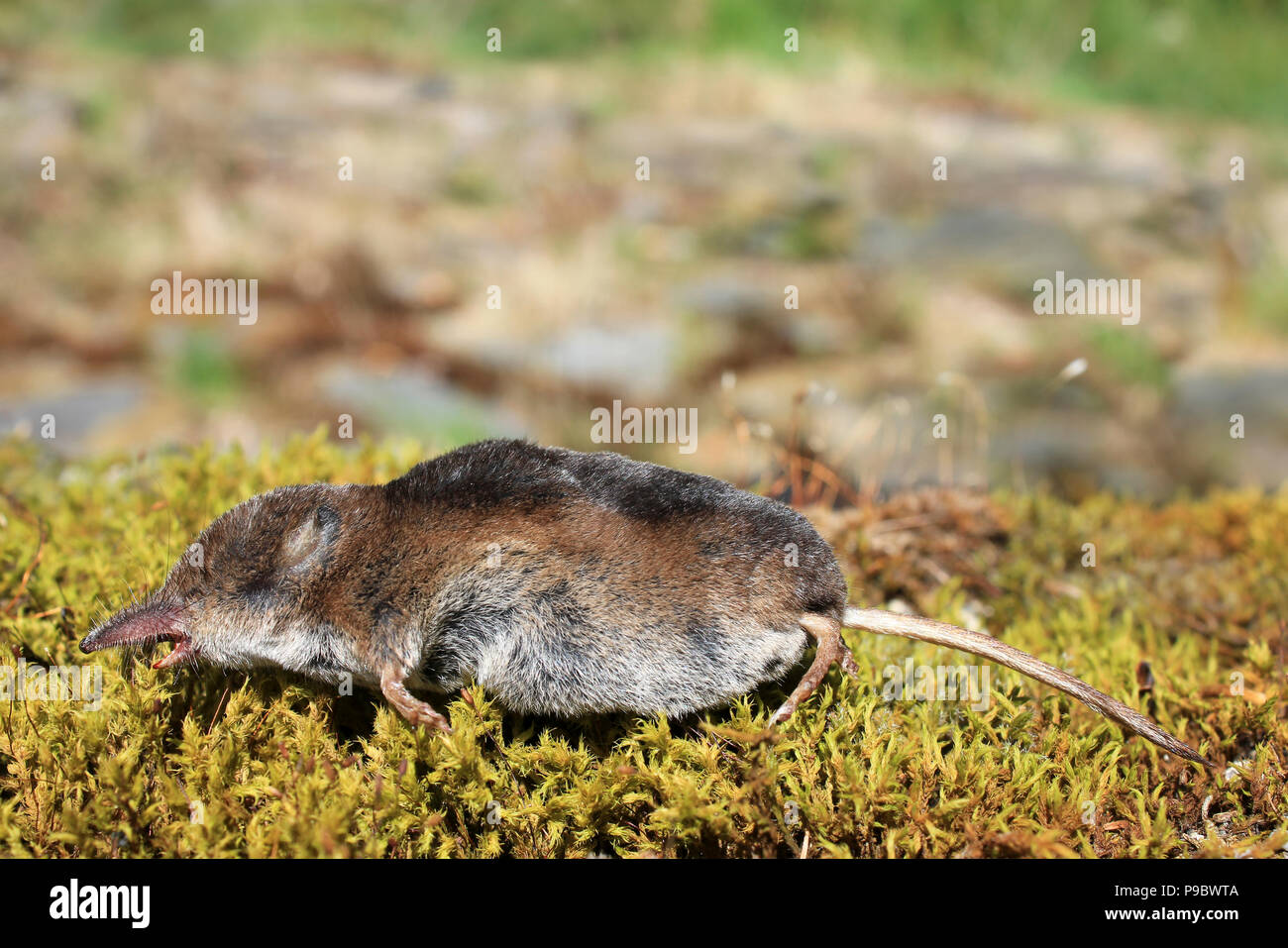 Dead Common Shrew Sorex araneus Stock Photo - Alamy