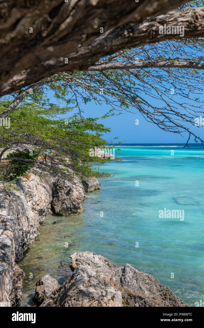 Acacia coral hi-res stock photography and images - Alamy