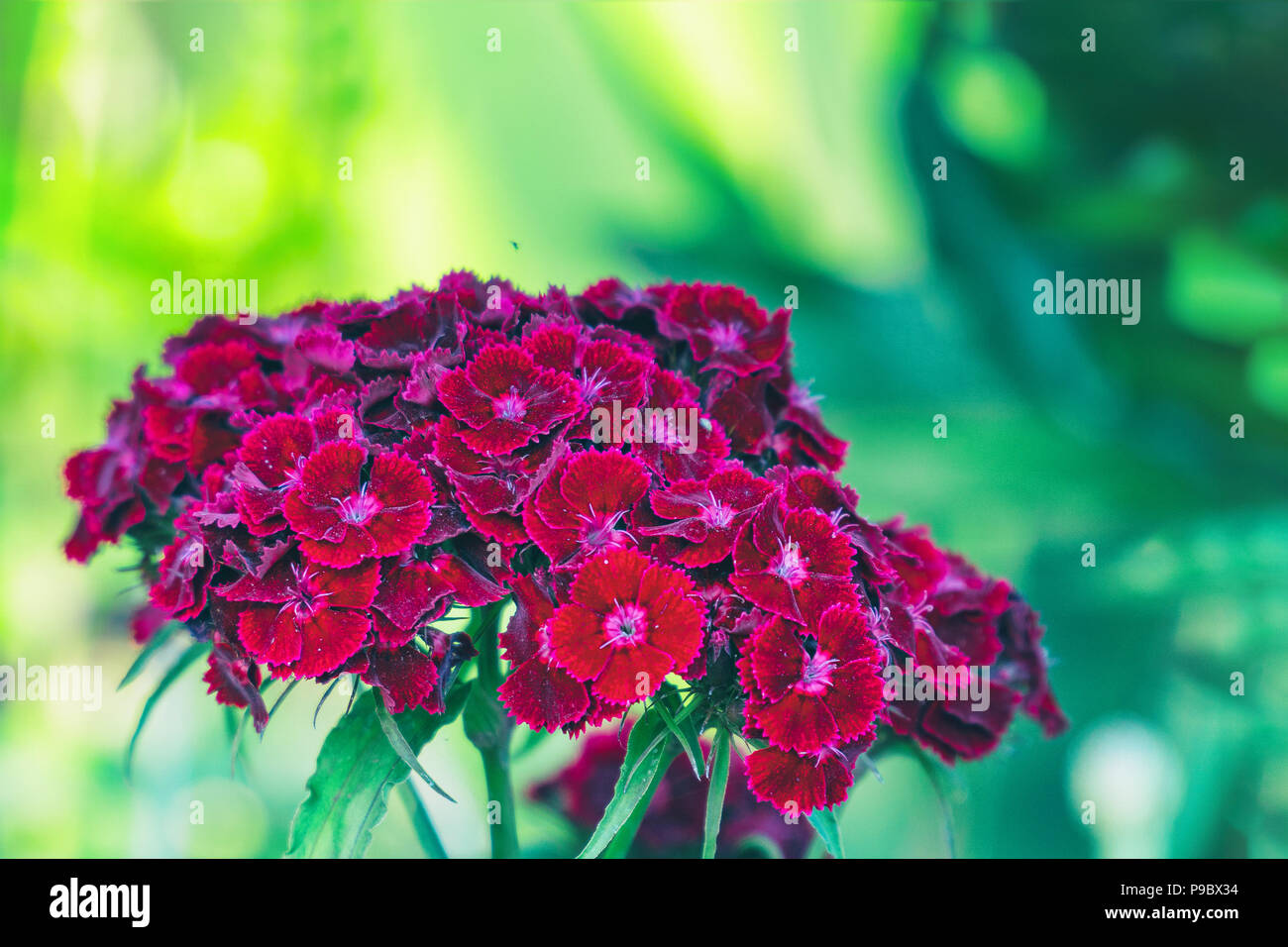 Turkish carnation maroon on a natural background. Dianthus barbatus ...