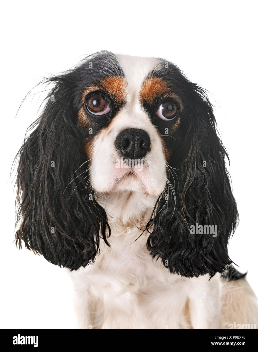 cavalier king charles in front of white background Stock Photo - Alamy