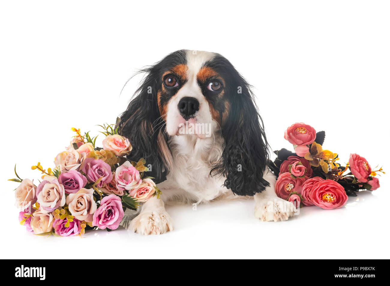 cavalier king charles in front of white background Stock Photo - Alamy