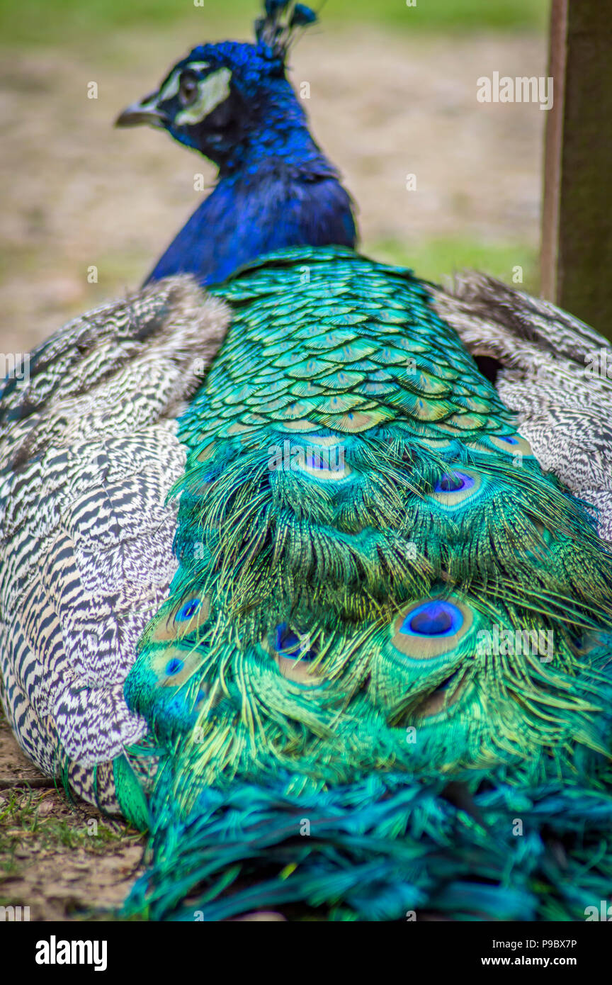 Happy peacock hi-res stock photography and images - Alamy
