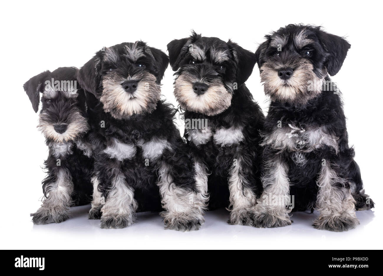 puppies miniature schnauzer in front of white background Stock Photo ...