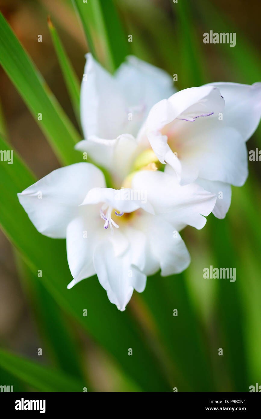 White gladiolus hi-res stock photography and images - Alamy