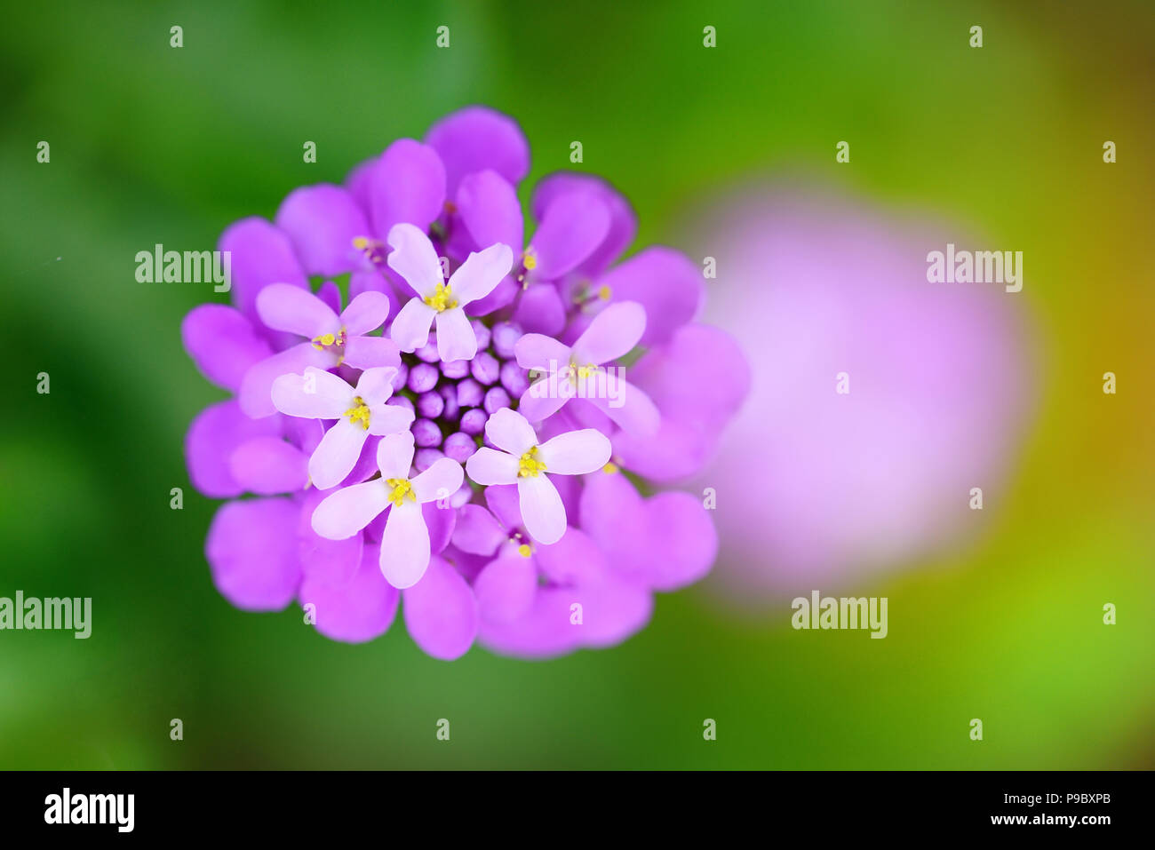Small purple flowers Iberis umbellate in summer in a garden Stock Photo ...