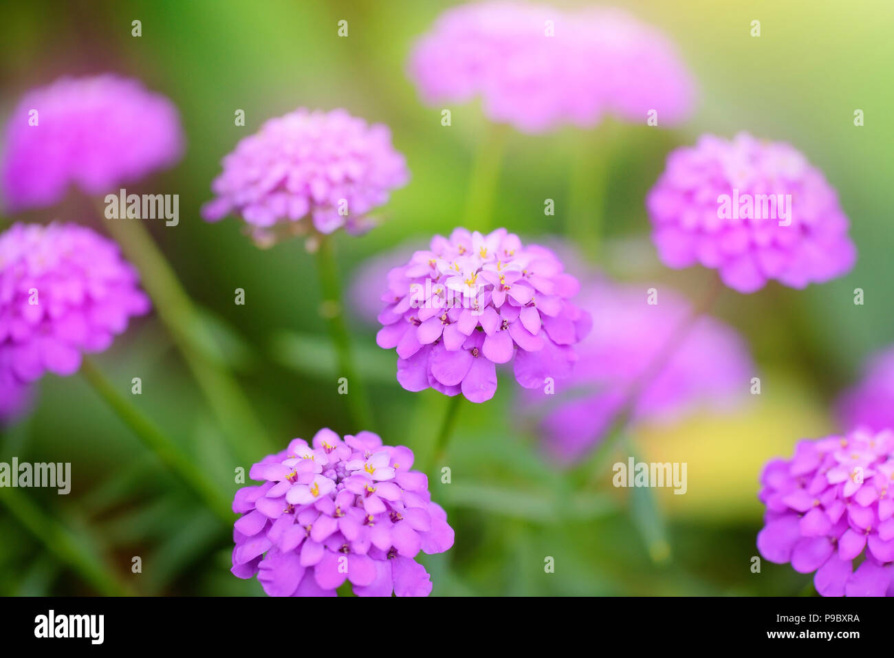 Small purple flowers Iberis umbellate in summer in a garden Stock Photo ...