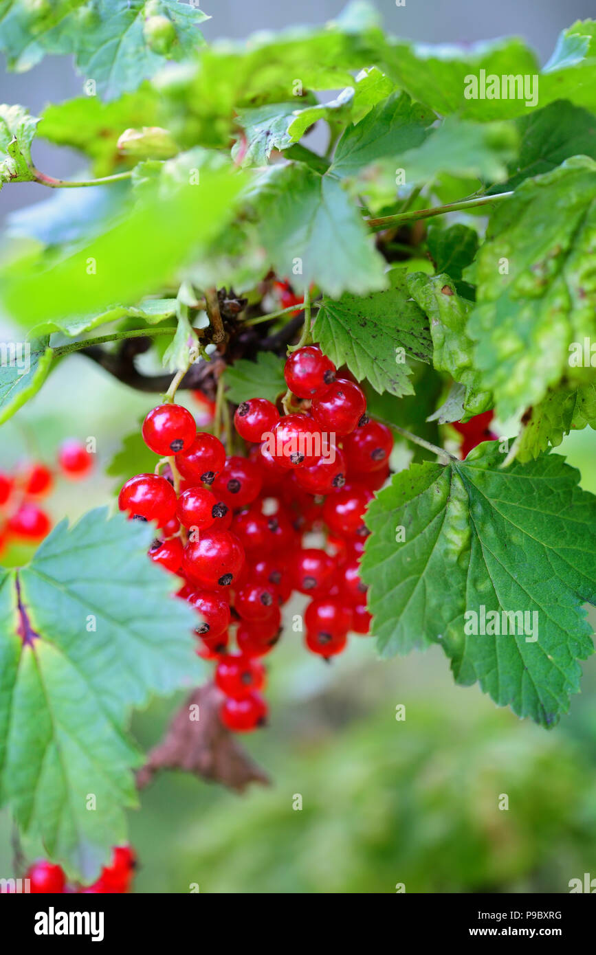 Red ribes hi-res stock photography and images - Alamy