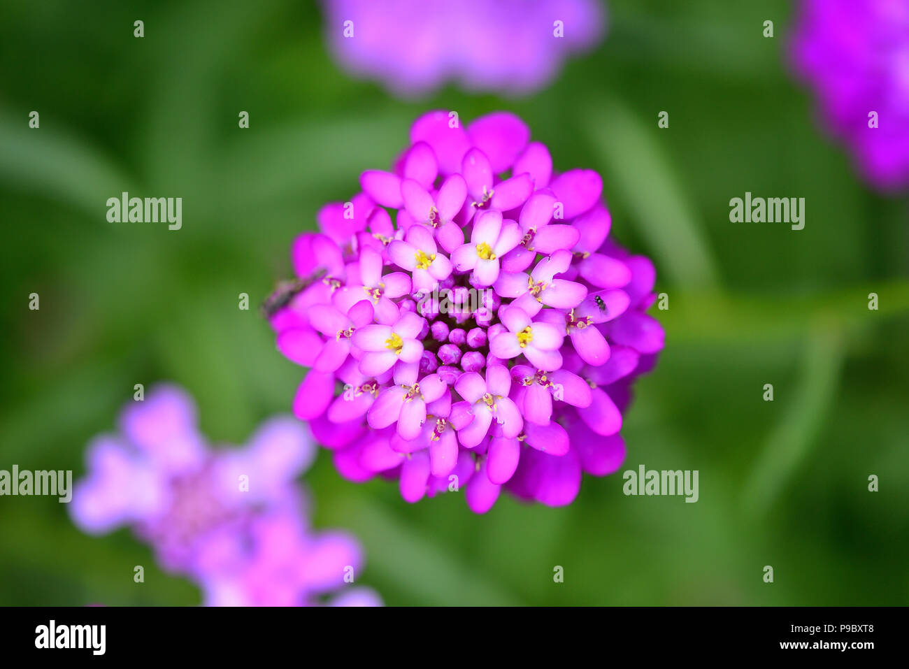Small purple flowers Iberis umbellate in summer in a garden Stock Photo ...