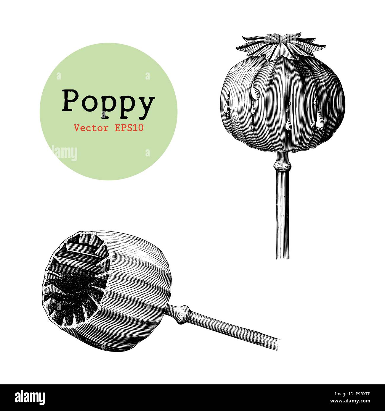 Poppy hand drawing vintage clip art isolated on white background Stock ...