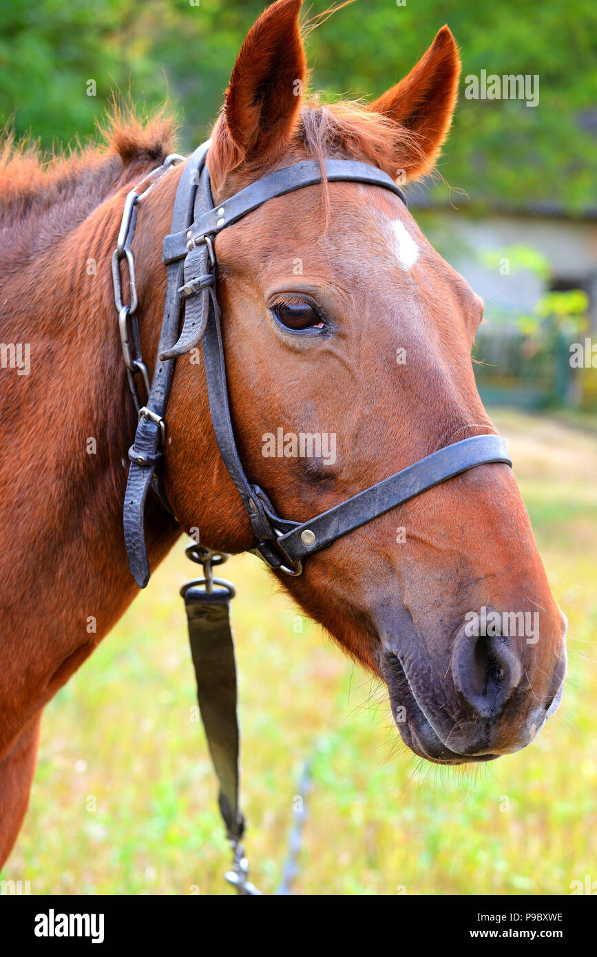 Portrait. Horse head close up on nature background Stock Photo - Alamy