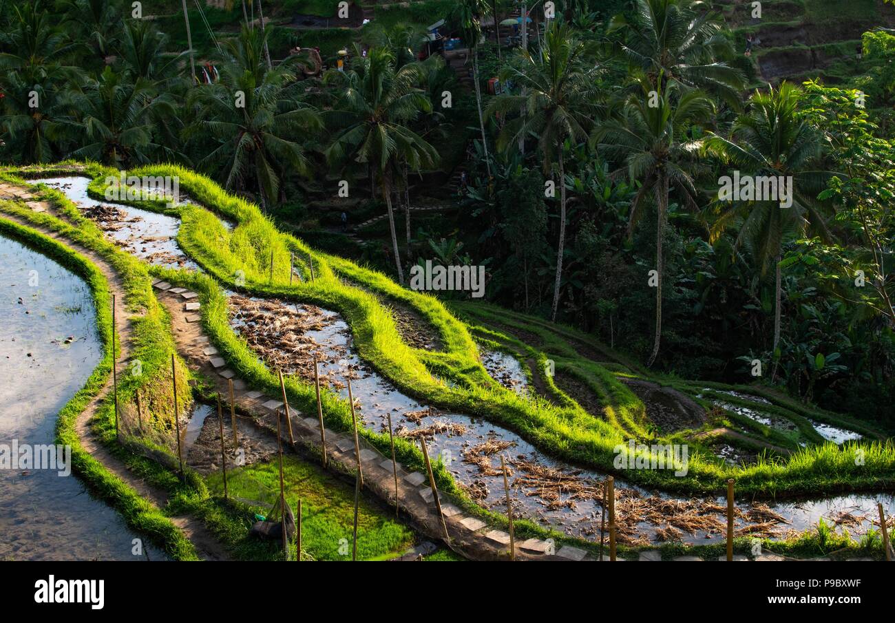 Indonesian mountain hi-res stock photography and images - Alamy