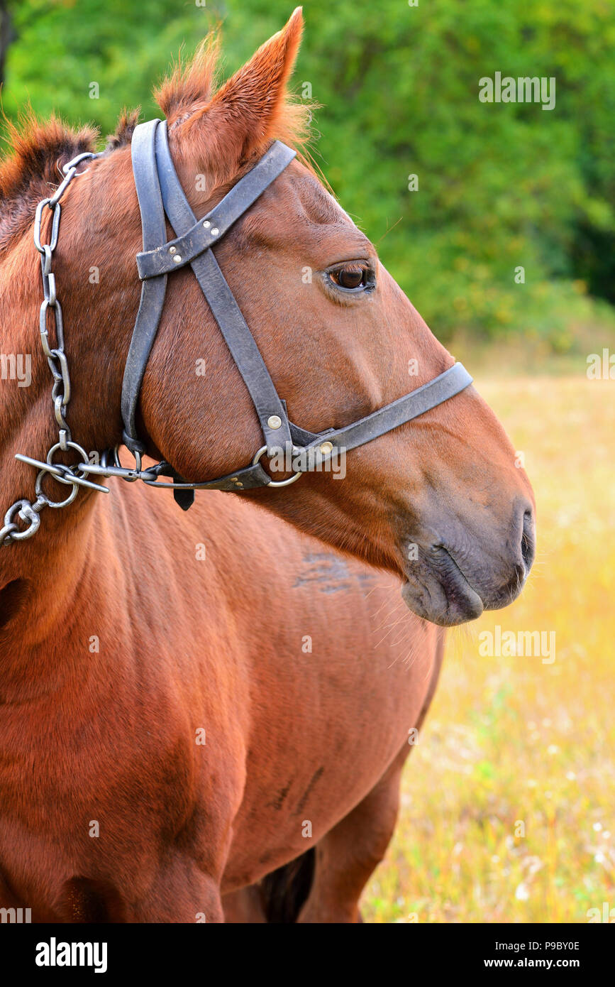 Portrait. Horse head close up on nature background Stock Photo - Alamy