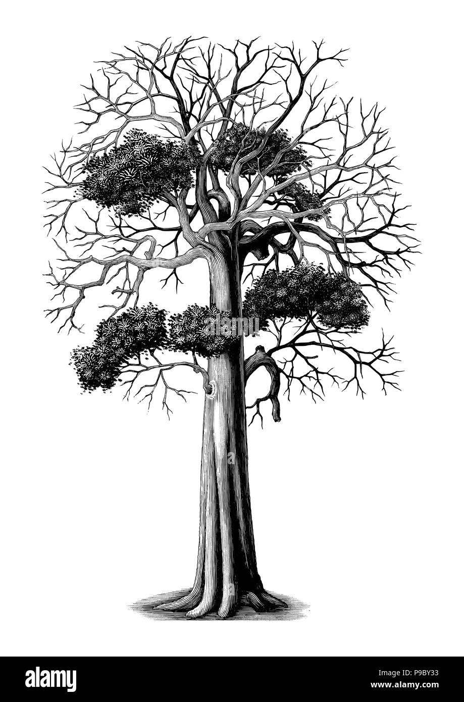 Tree hand drawing vintage engraving clip art isolated on white ...