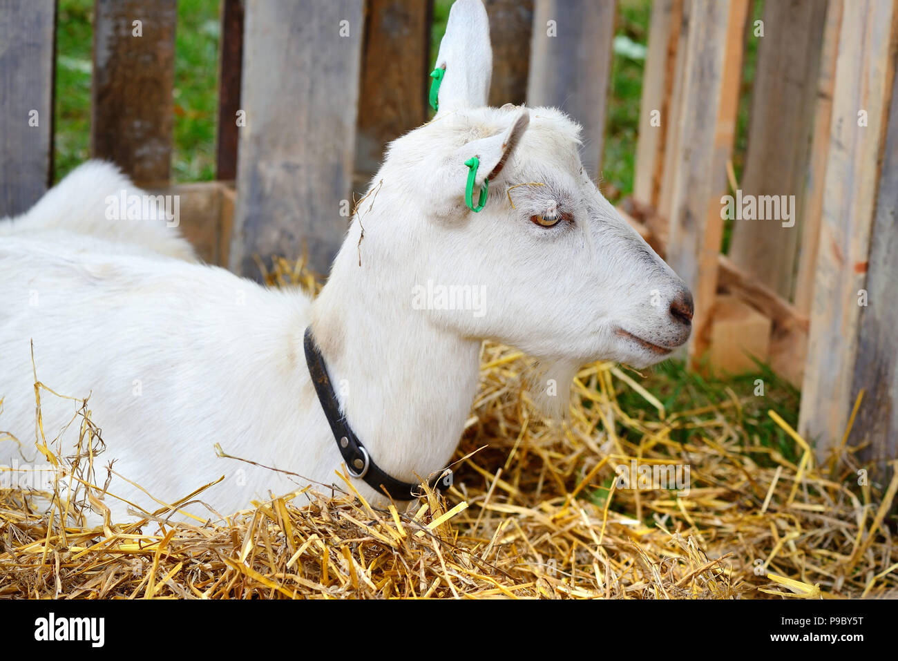 Hornless hi-res stock photography and images - Alamy